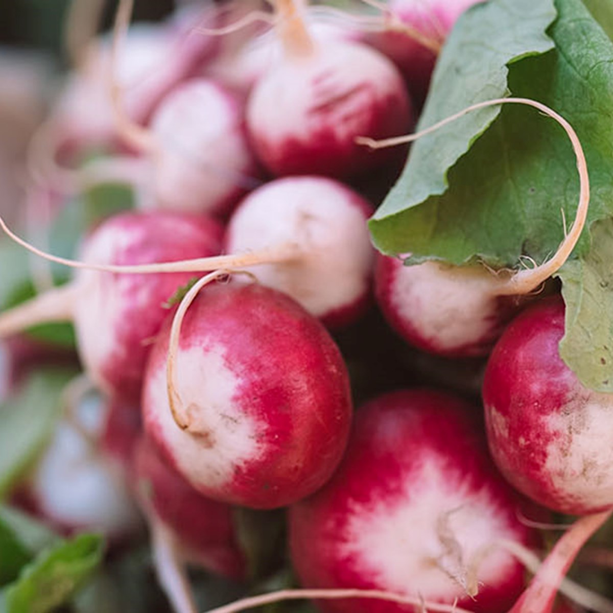 Vitalni recepti: pesto s rotkvicama i namaz od rotkvica