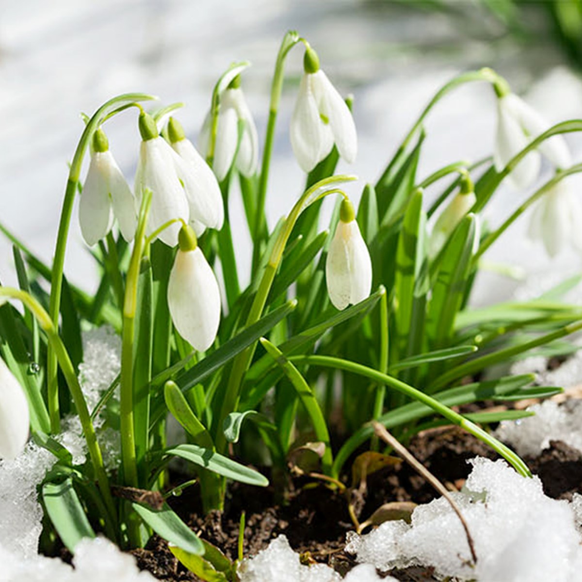 Visibaba: vjesnik proljeća s još više osobitosti | ACTIVE BEAUTY